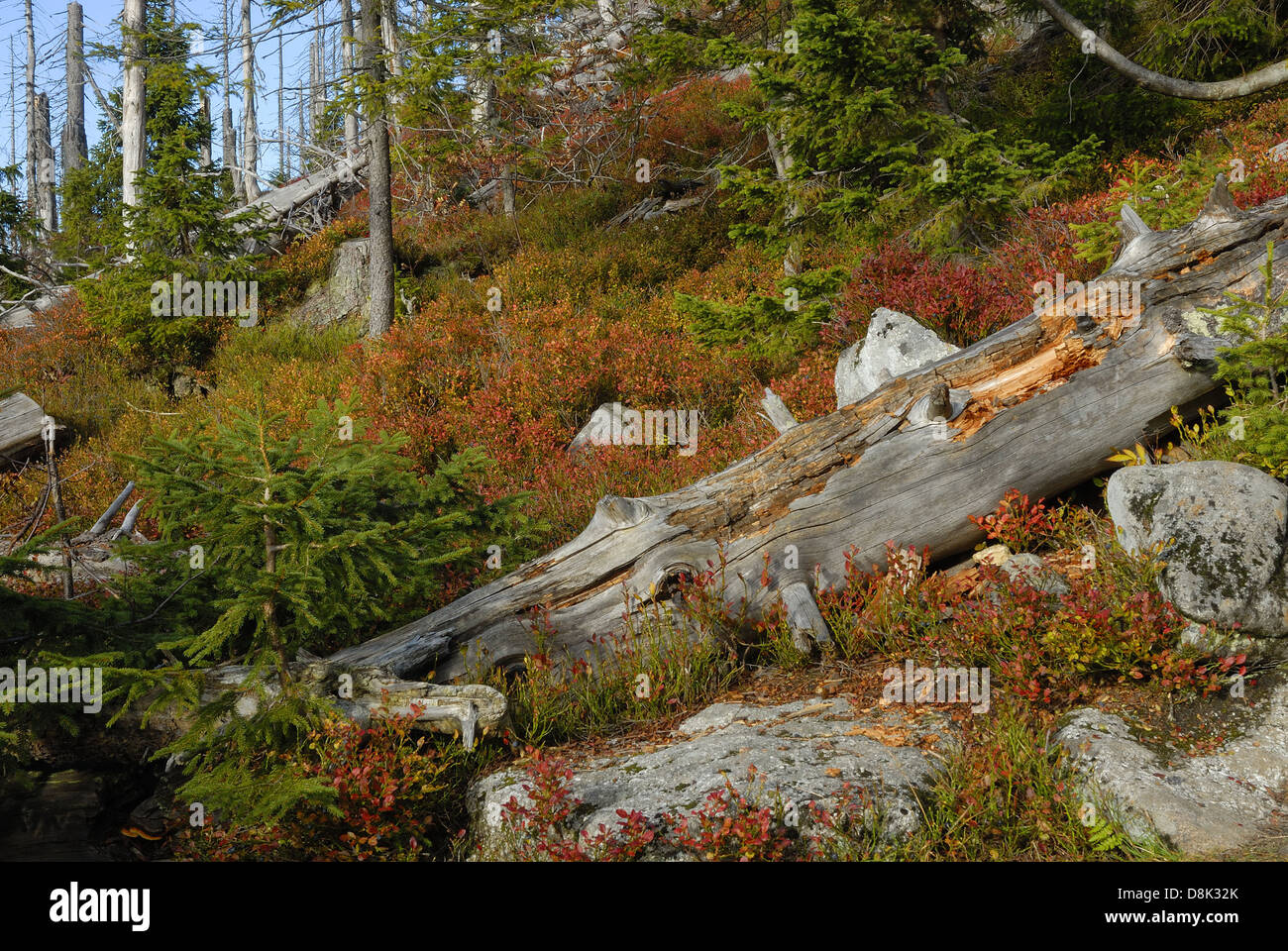 Lusen hi-res stock photography and images - Alamy