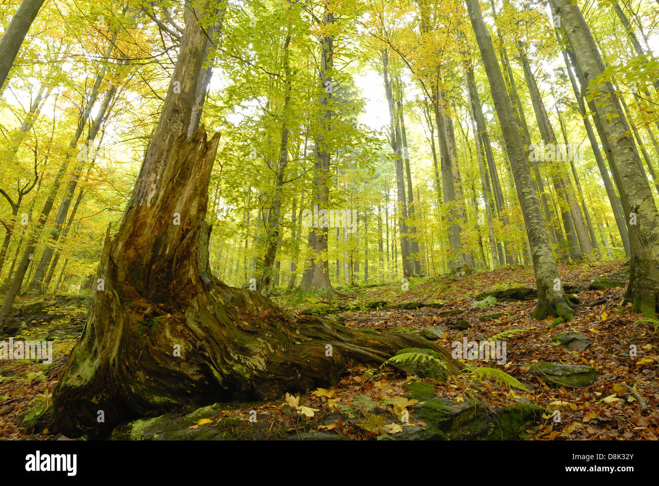 Frog perspective forest hi-res stock photography and images - Alamy