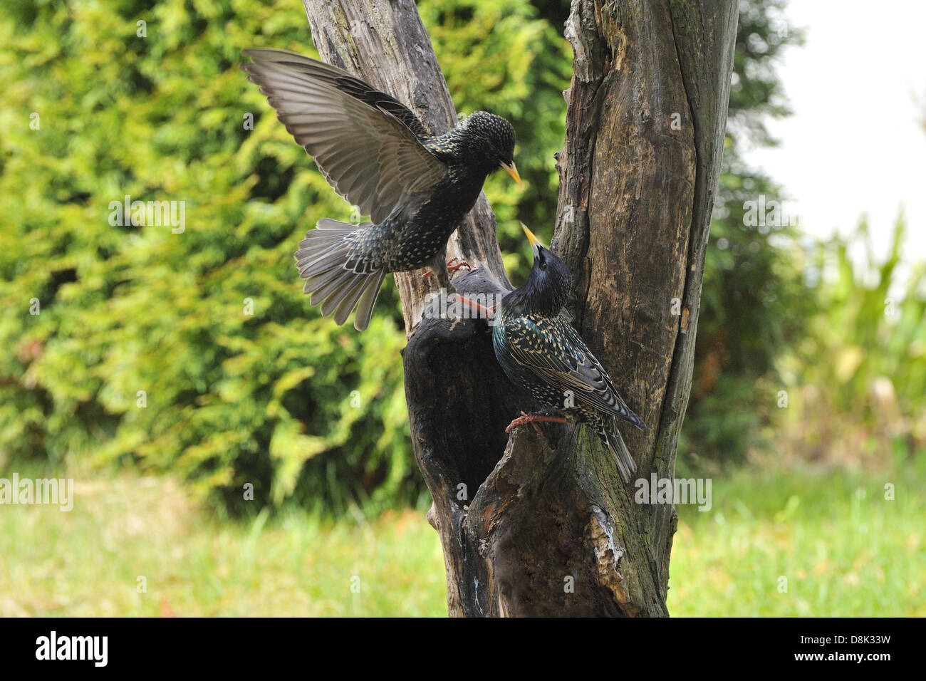 Starling picture hi-res stock photography and images - Alamy