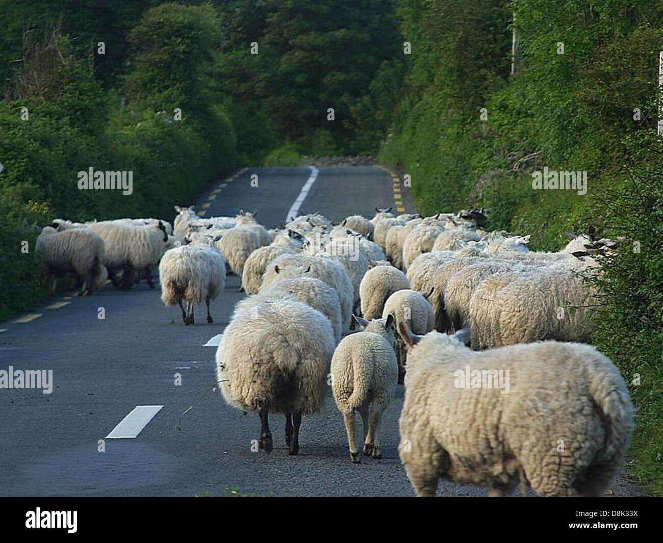 A group of lambs walking along a rural road with adult sheep nearby ...