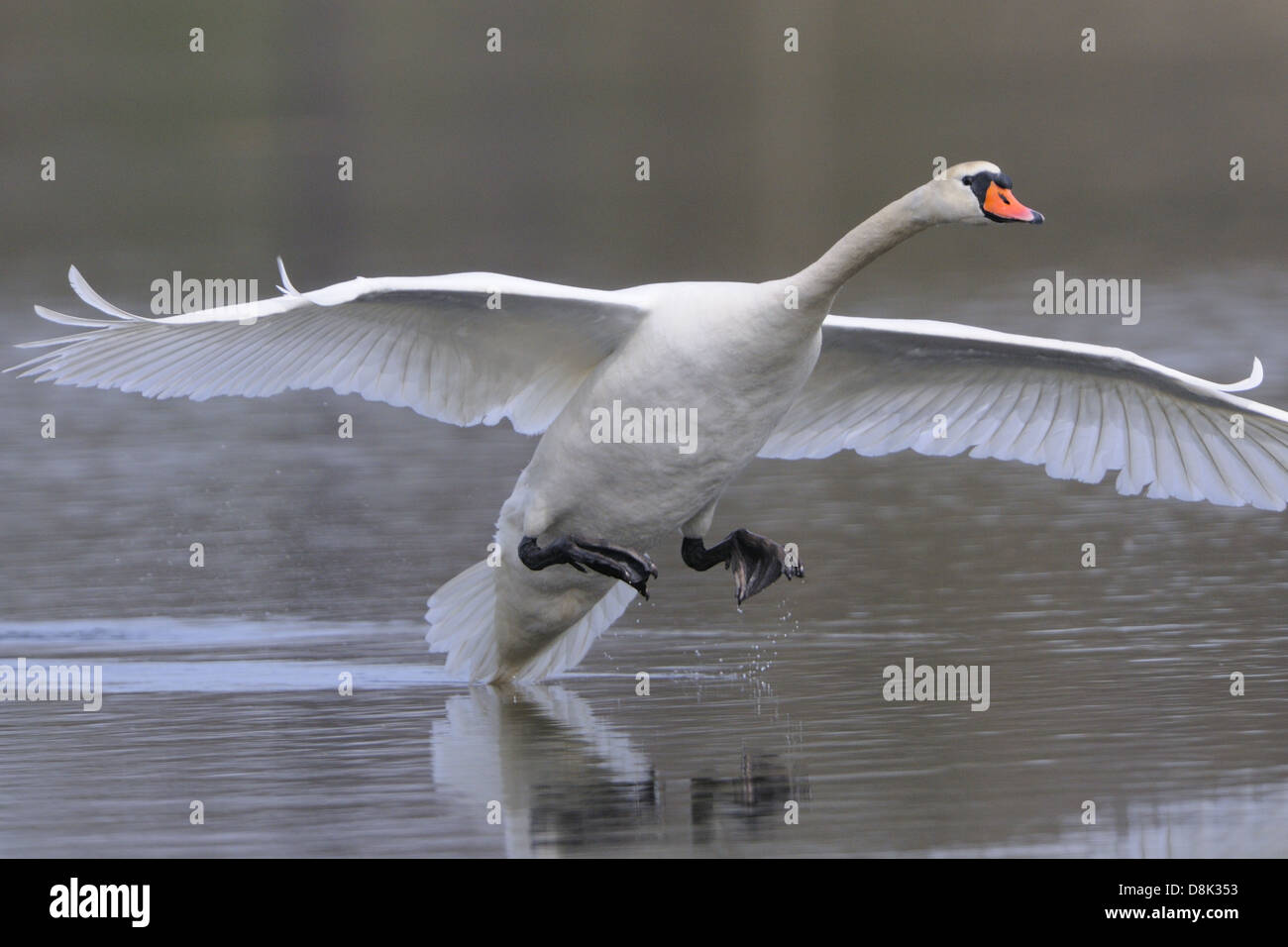 Image of swans in flight hi-res stock photography and images - Alamy