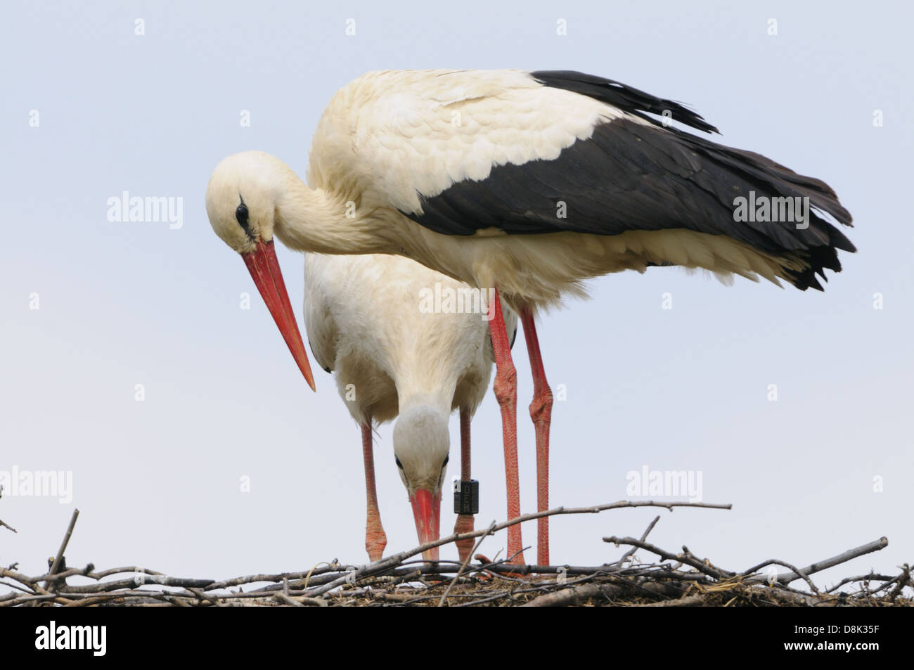 White storks hi-res stock photography and images - Alamy