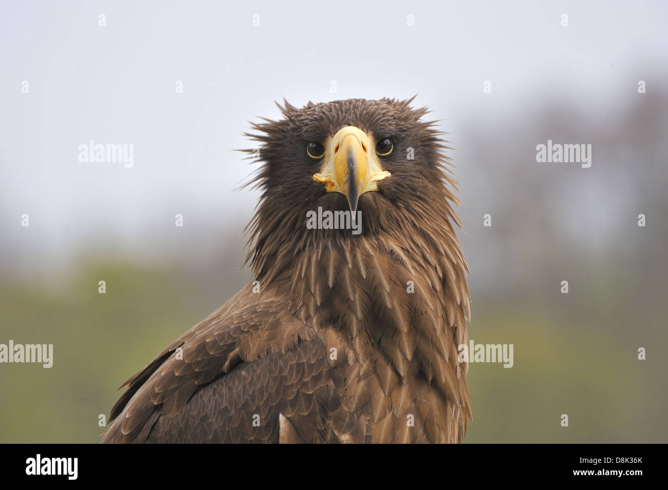 Steller's Sea Eagle Stock Photo - Alamy