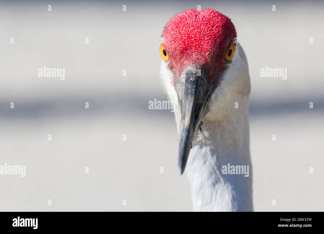 sandhill crane close up head shot Stock Photo - Alamy