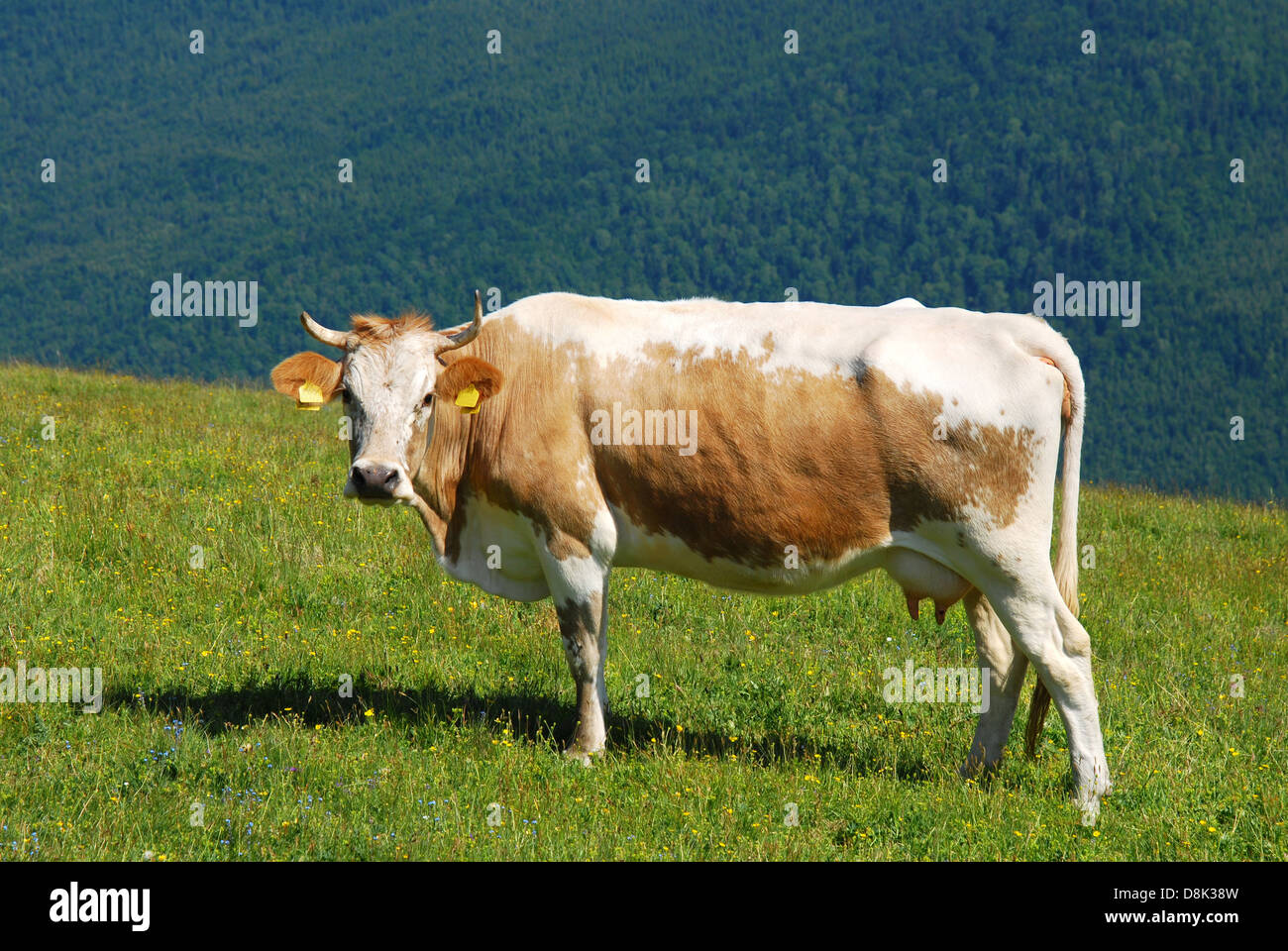 Nice cow hi-res stock photography and images - Alamy
