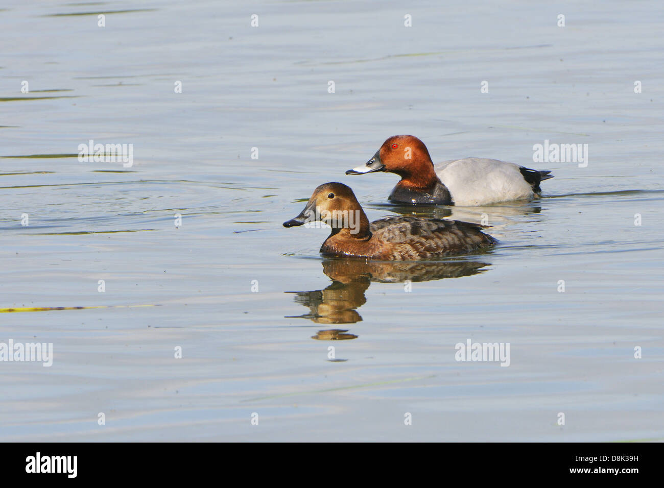 Common pochard pair hi-res stock photography and images - Alamy