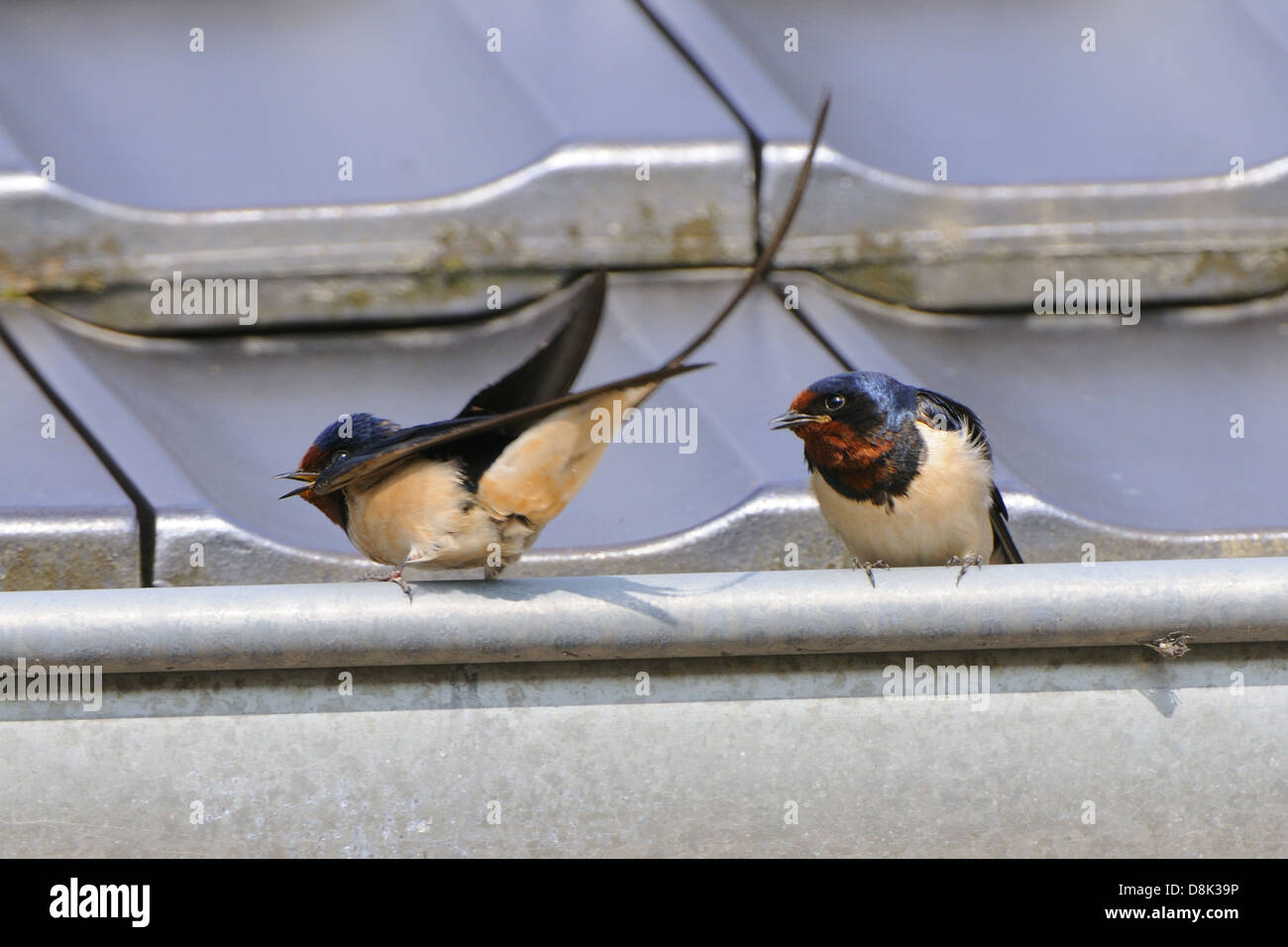 Barn swallow couple hi-res stock photography and images - Alamy