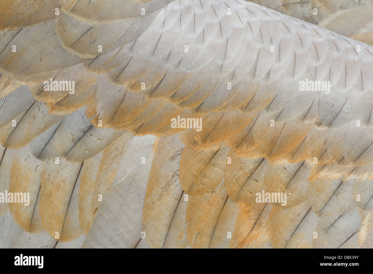 sandhill crane feather close up for background Stock Photo - Alamy