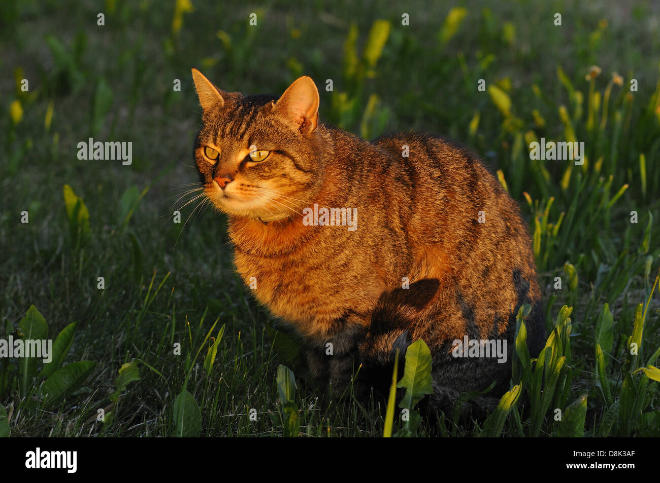 Gey cat hi-res stock photography and images - Alamy