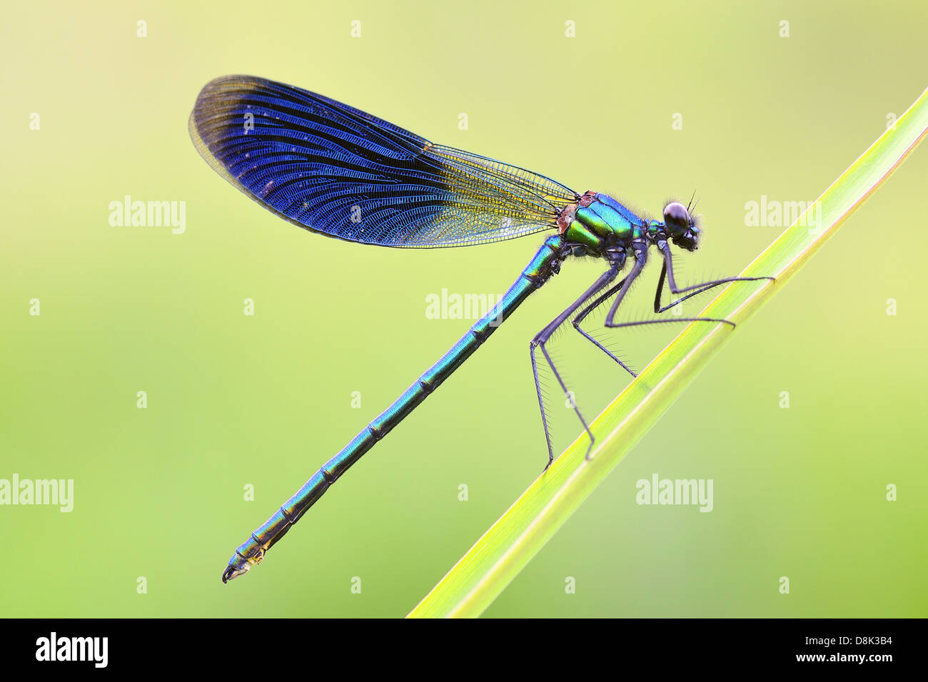 Beautiful demoiselle hi-res stock photography and images - Alamy