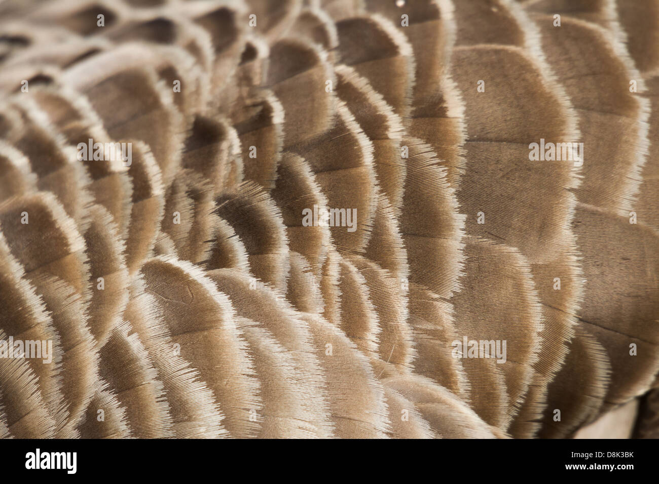 Canada Goose feather close up for background Stock Photo - Alamy