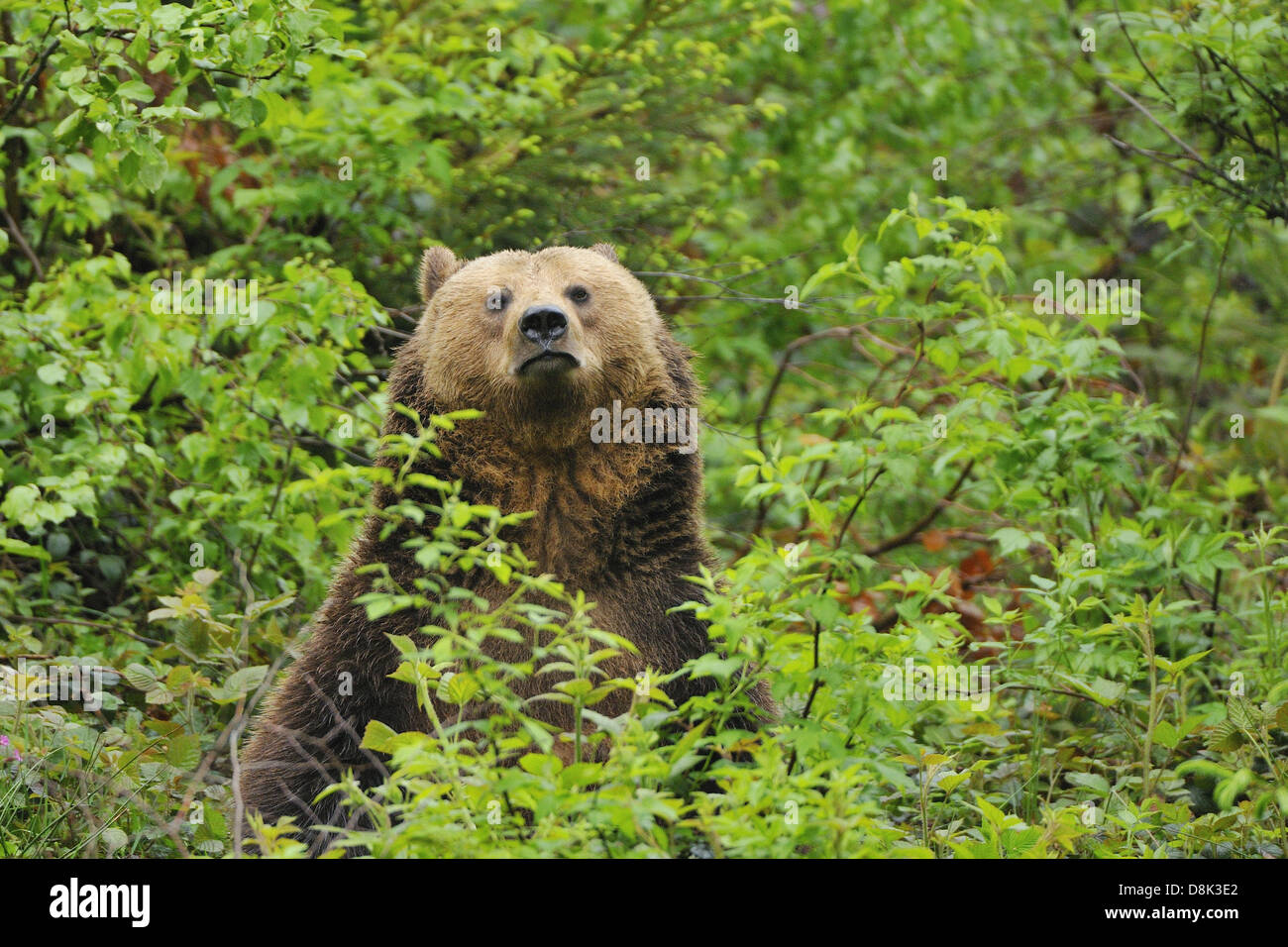 Europaeische braunbaeren hi-res stock photography and images - Alamy