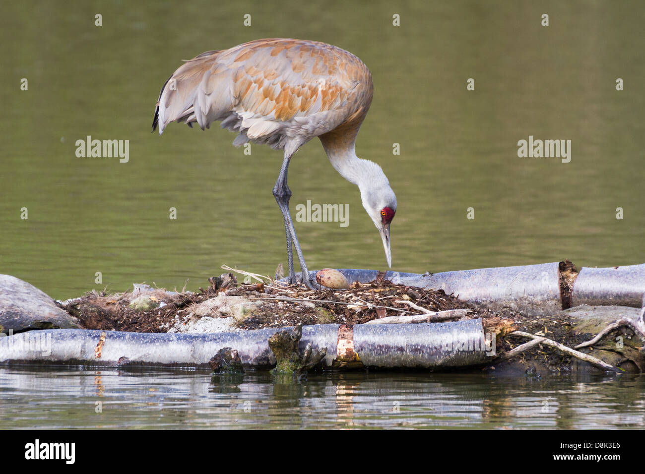 Nesting crane at nest hi-res stock photography and images - Alamy