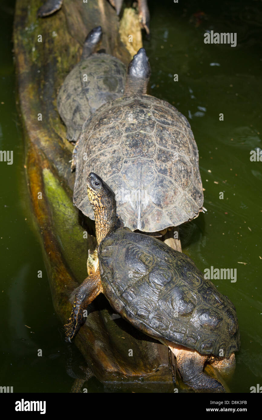 Black turtle hi-res stock photography and images - Alamy