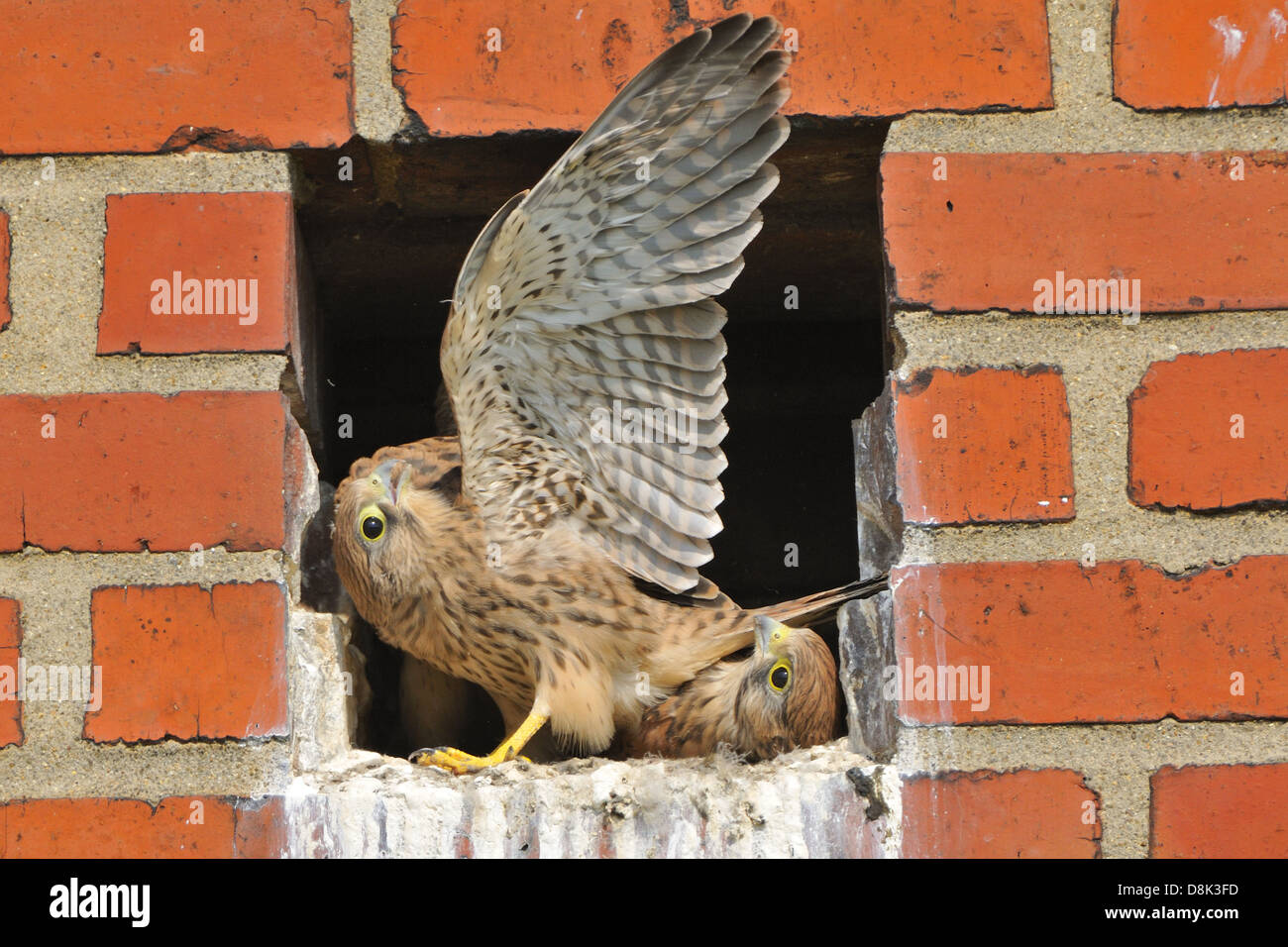 Junior kestrels hi-res stock photography and images - Alamy