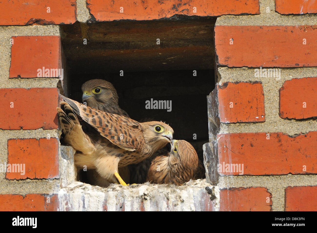 Junior kestrels hi-res stock photography and images - Alamy