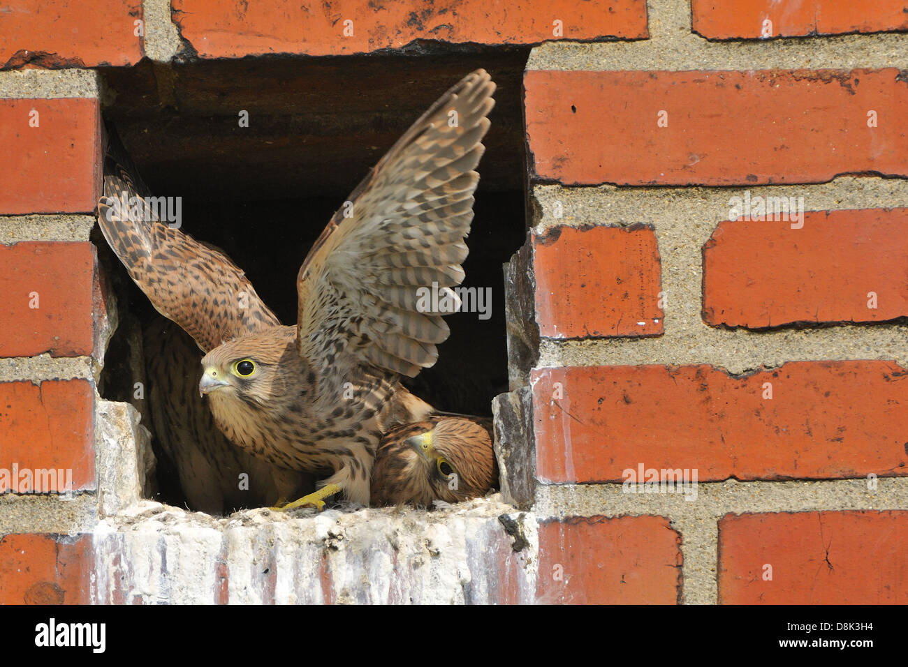 Junior kestrels hi-res stock photography and images - Alamy