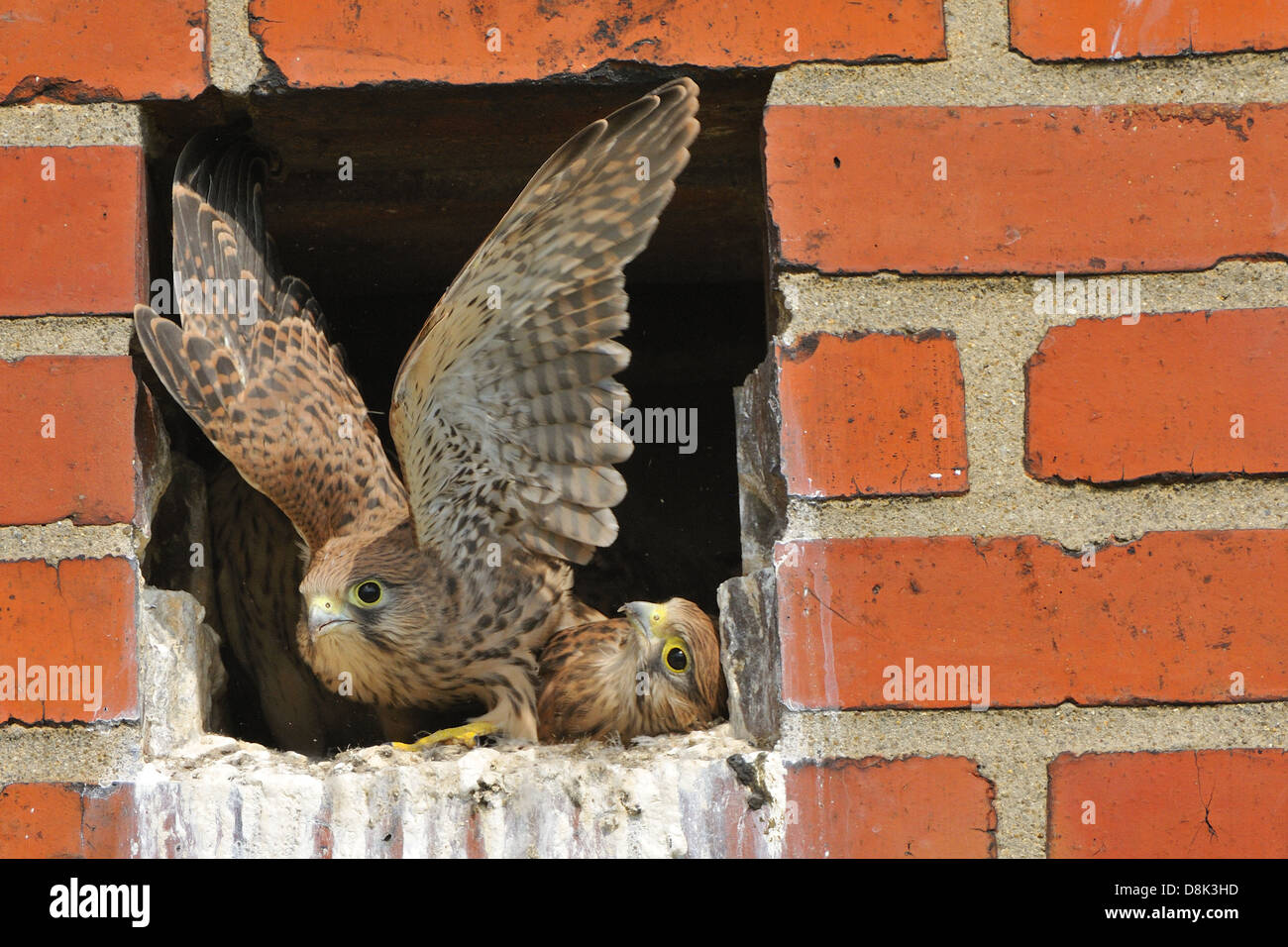 Junior kestrels hi-res stock photography and images - Alamy