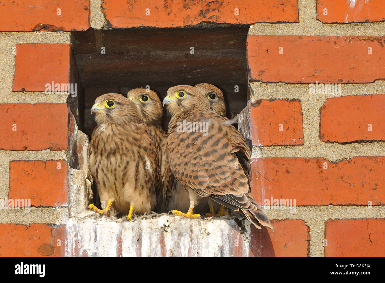 Junior kestrels hi-res stock photography and images - Alamy