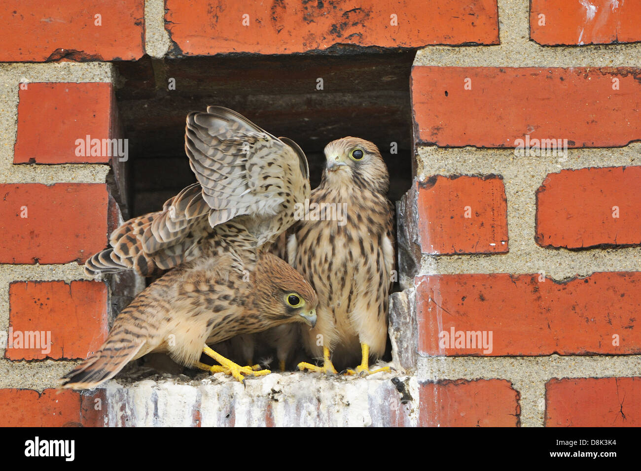 Junior kestrels hi-res stock photography and images - Alamy