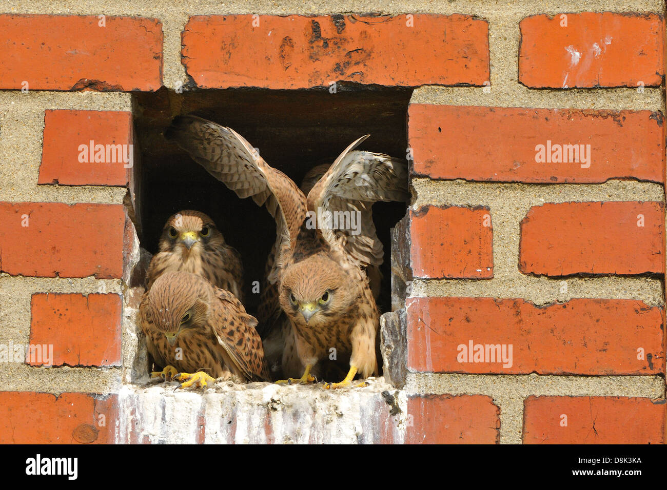 Junior kestrels hi-res stock photography and images - Alamy