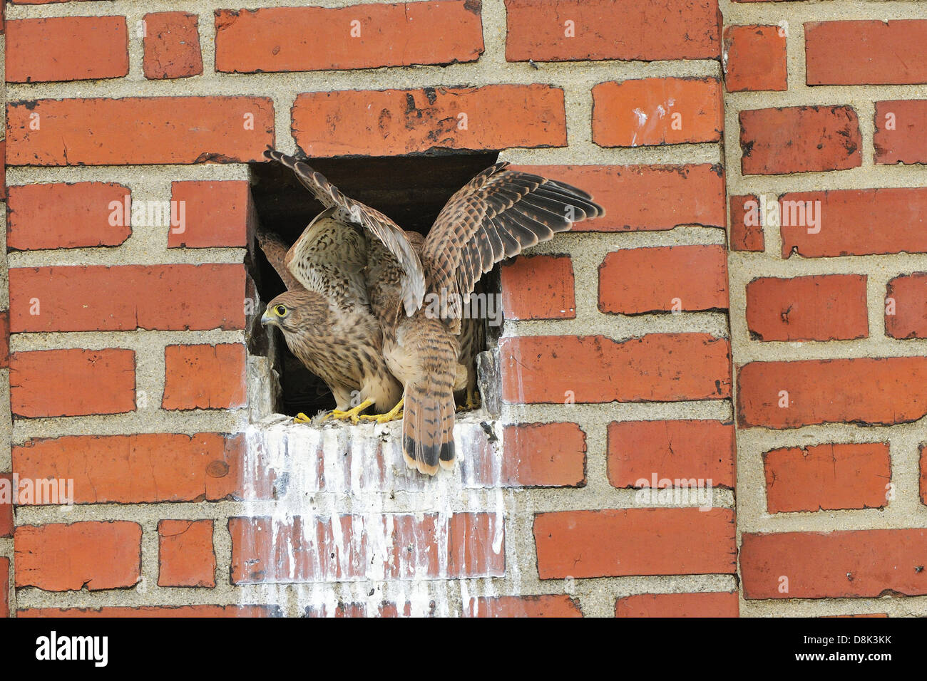Junior kestrels hi-res stock photography and images - Alamy