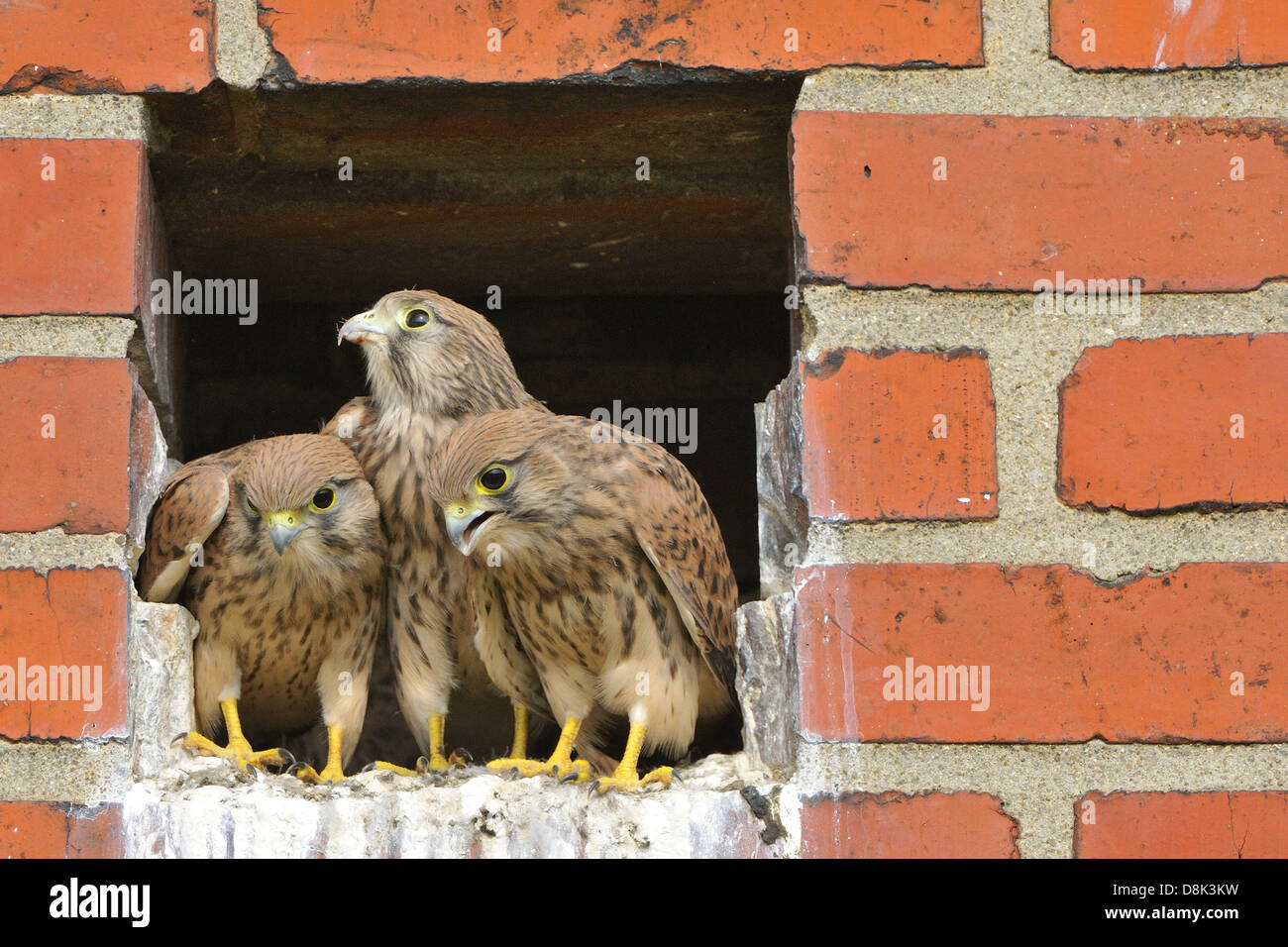 Kestrel Nest Stock Photos & Kestrel Nest Stock Images - Alamy