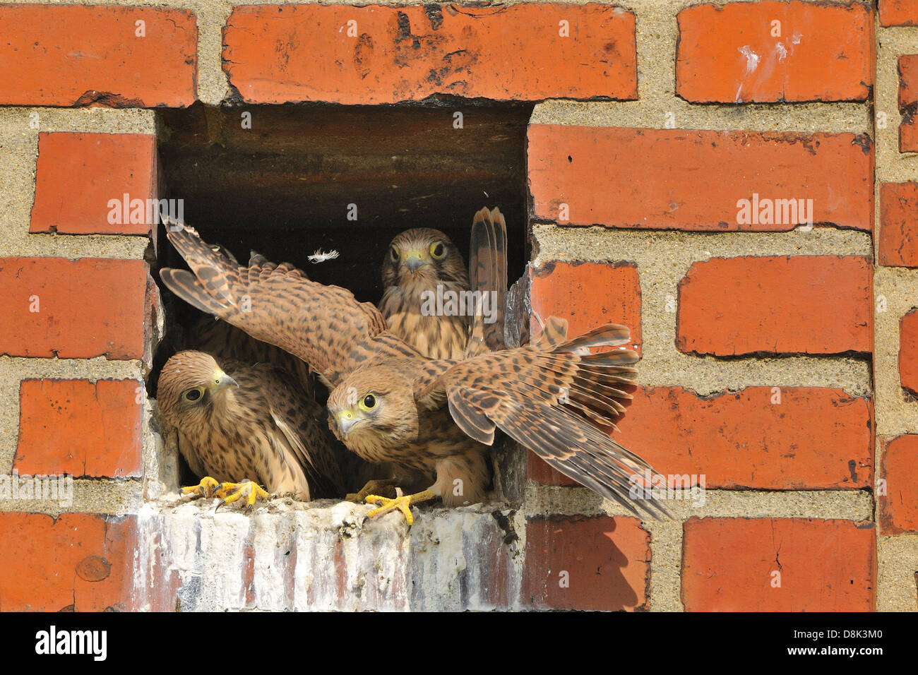 Junior kestrels hi-res stock photography and images - Alamy