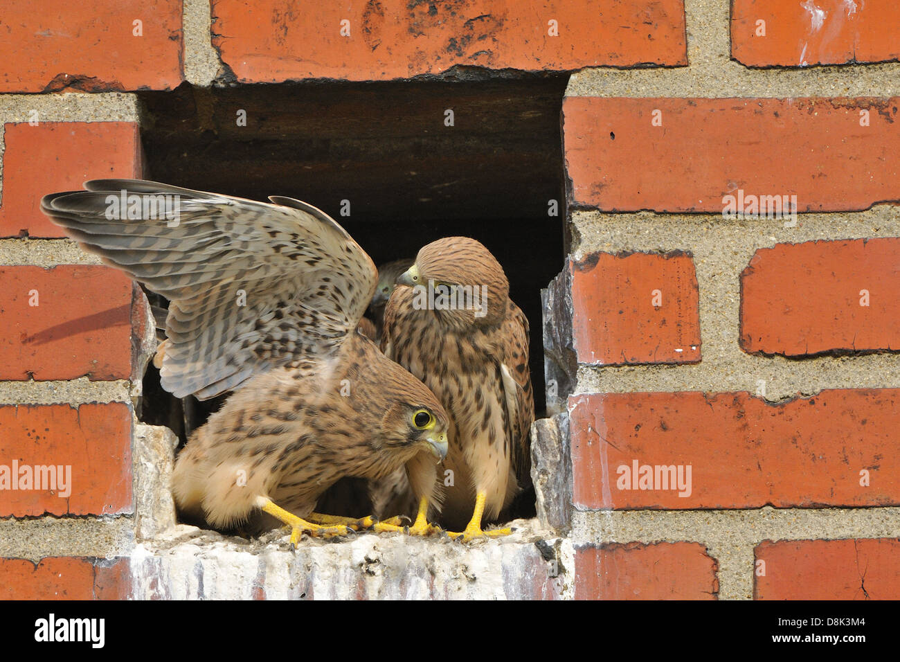 Junior kestrels hi-res stock photography and images - Alamy