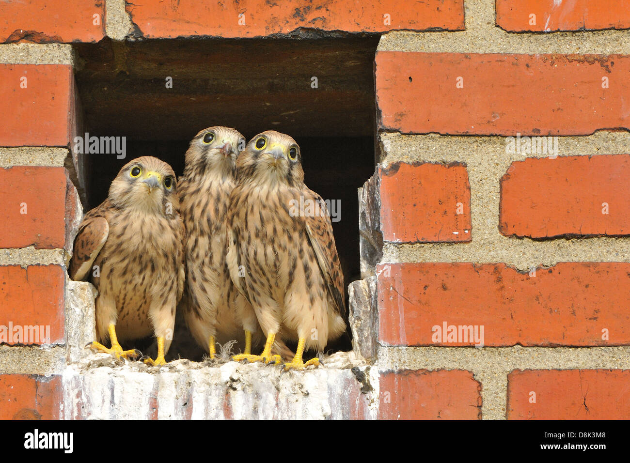 Junior kestrels hi-res stock photography and images - Alamy