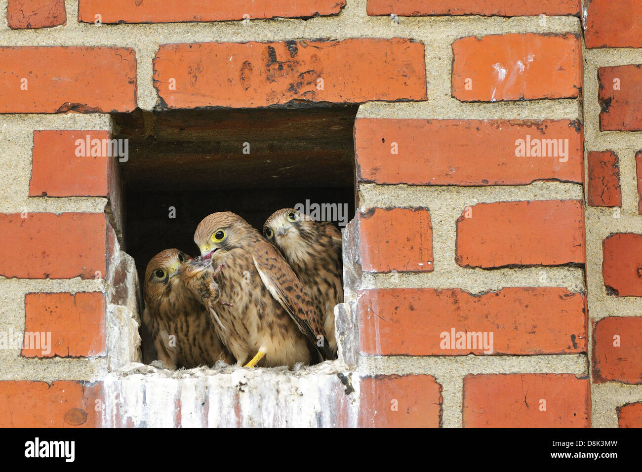 Kestrel house hi-res stock photography and images - Alamy