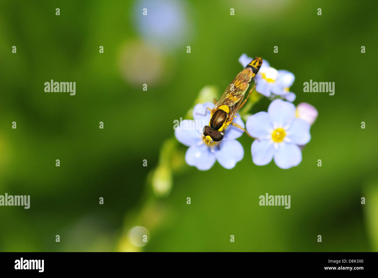 Meliscaeva hi-res stock photography and images - Alamy