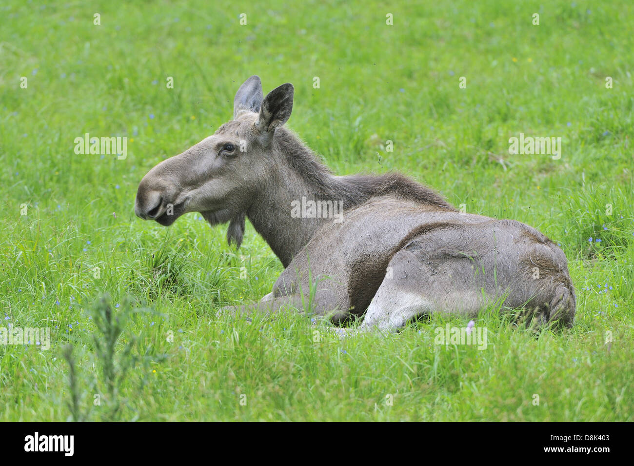 Elan mammal wildlife animal hi-res stock photography and images - Alamy