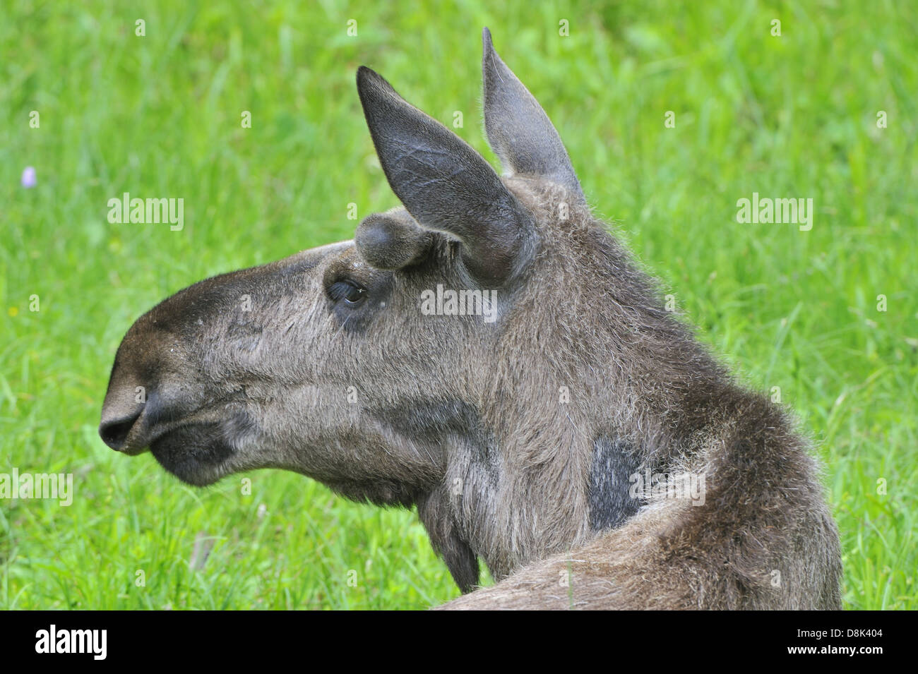 Elan mammal wildlife animal hi-res stock photography and images - Alamy