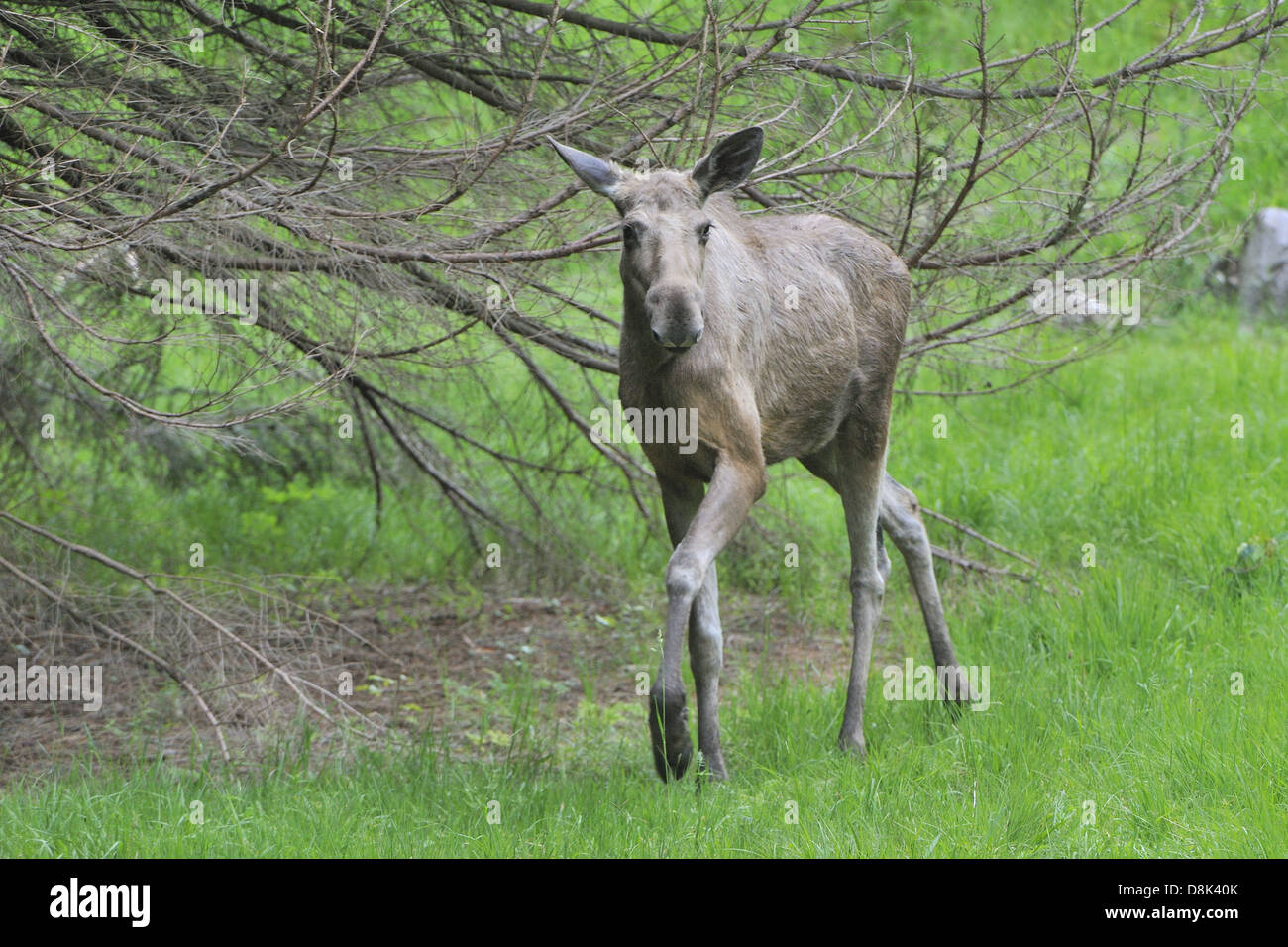 Elan mammal wildlife animal hi-res stock photography and images - Alamy