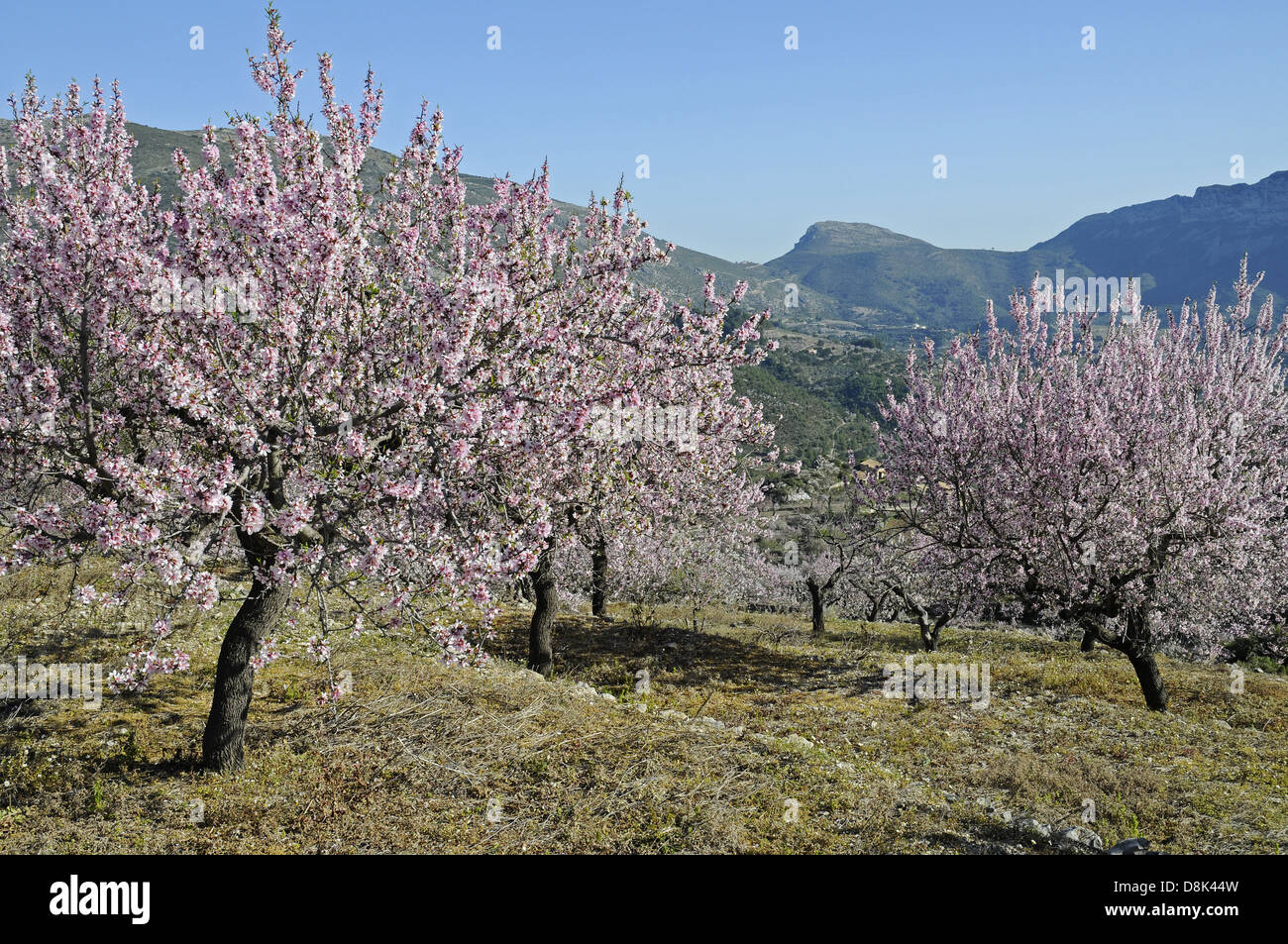 Almond planting tree hi-res stock photography and images - Alamy