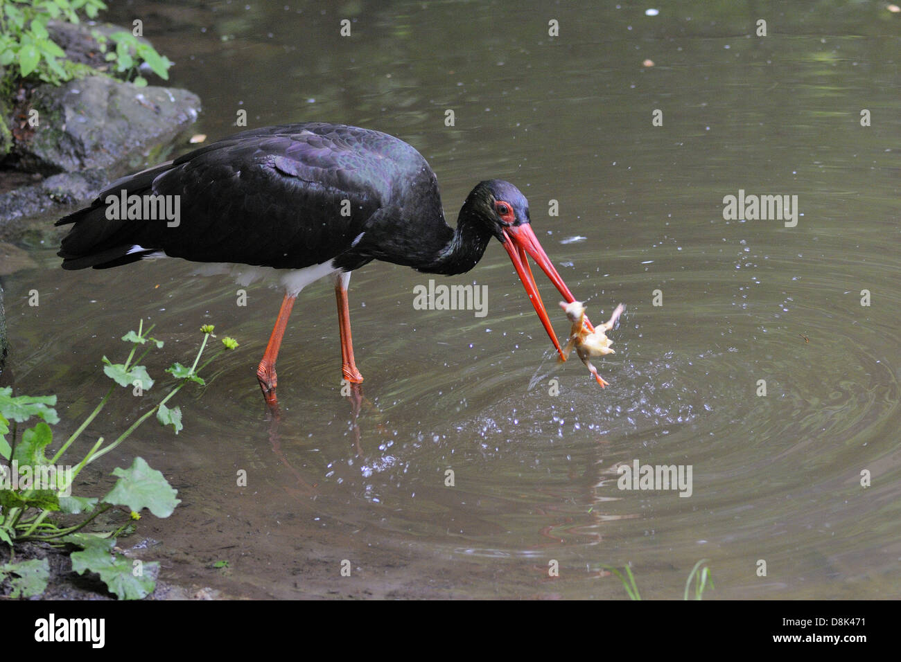 Black stork hi-res stock photography and images - Alamy