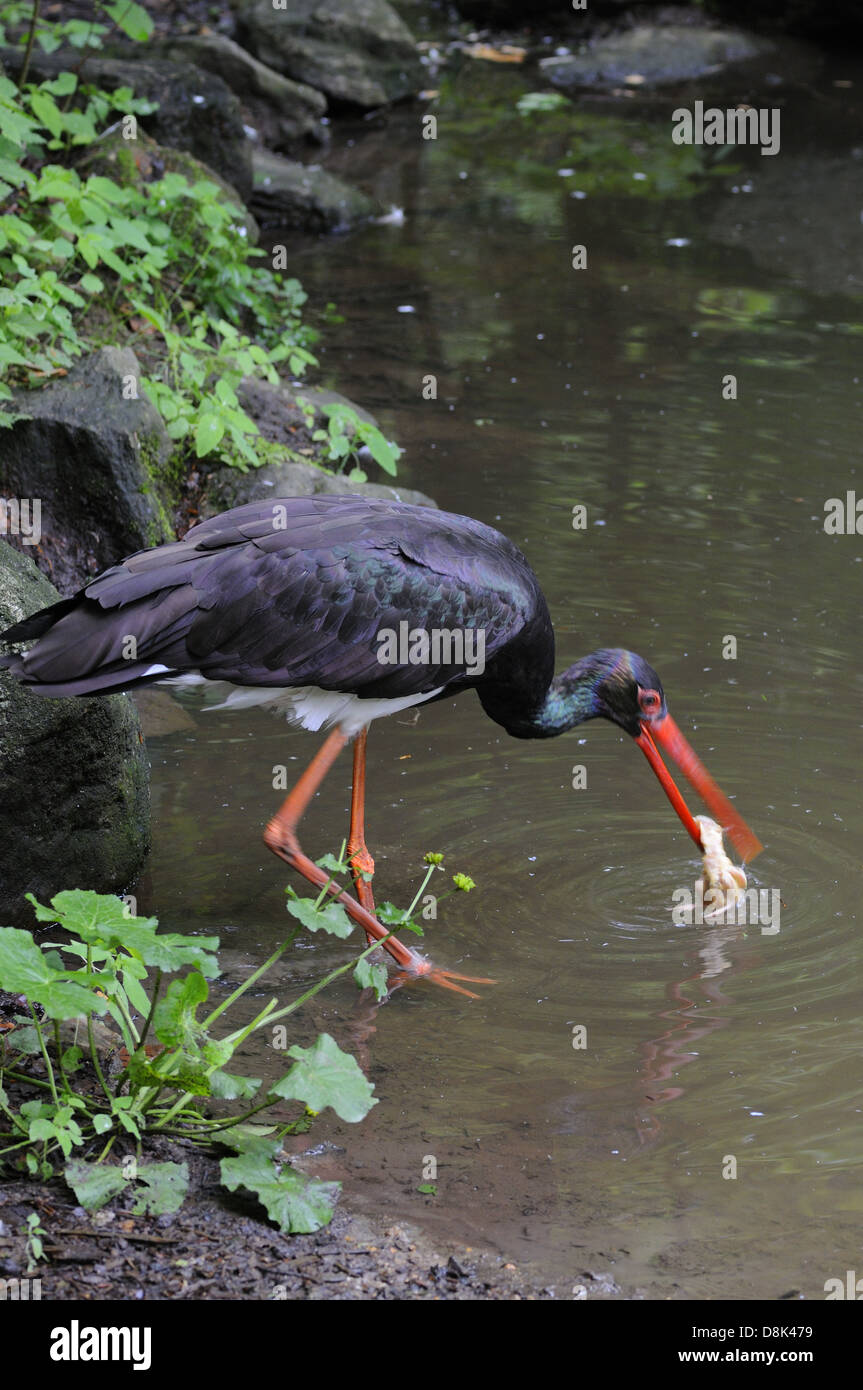 Black stork hi-res stock photography and images - Alamy