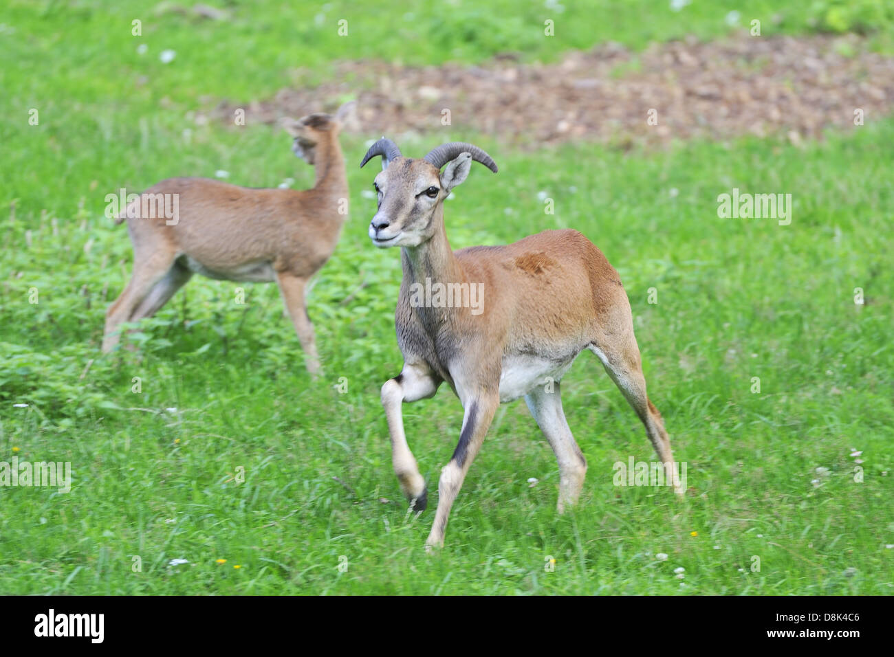 Mouflon ovis orientalis looking hi-res stock photography and images - Alamy