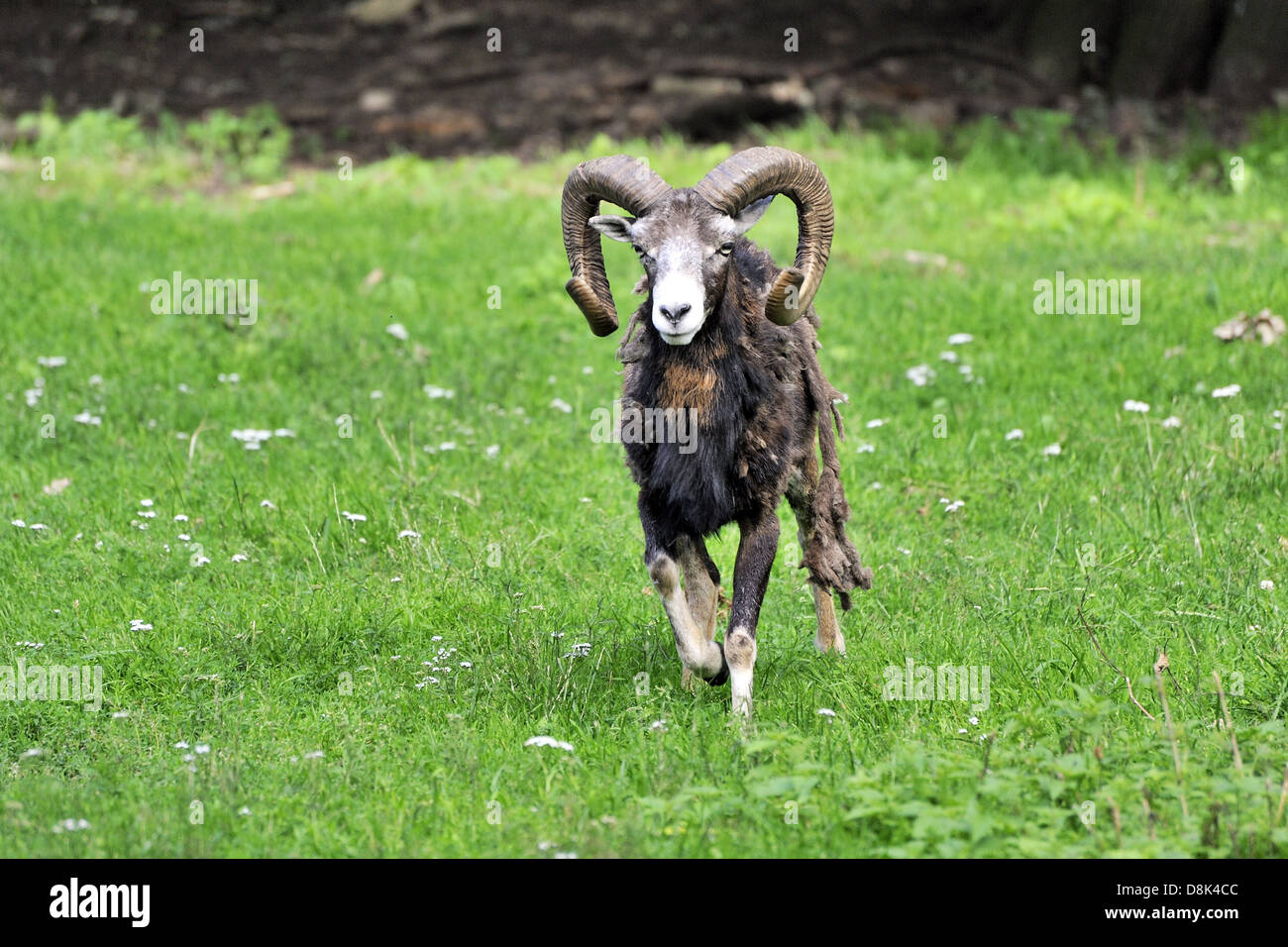 Mufflonwild hi-res stock photography and images - Alamy