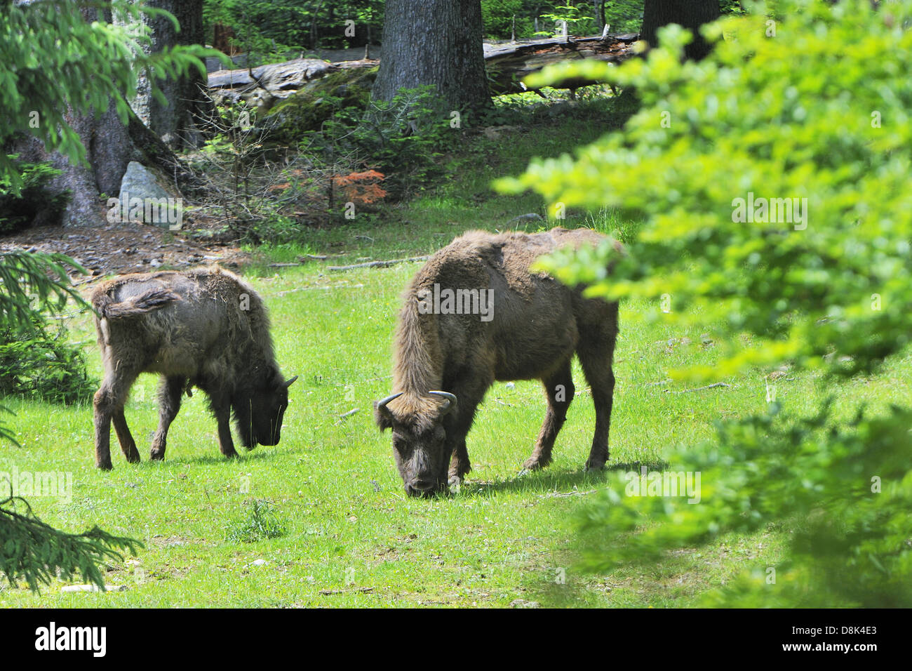 European bison young calf suckling hi-res stock photography and images ...
