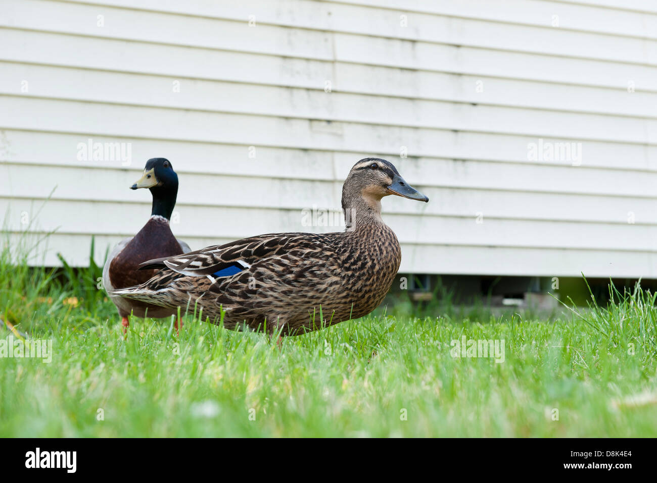 Two ducks only hi-res stock photography and images - Alamy
