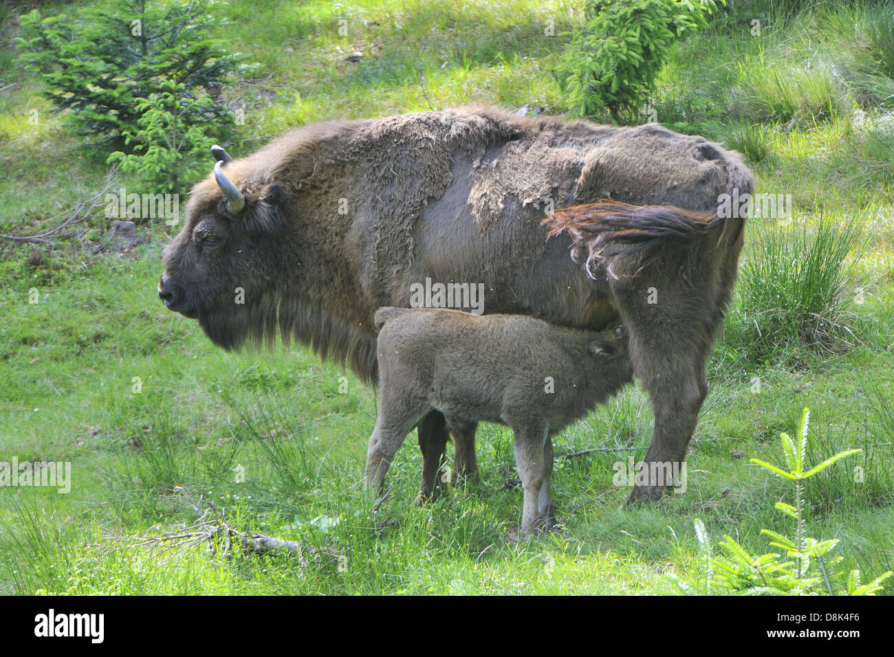 Newborn bison hi-res stock photography and images - Alamy