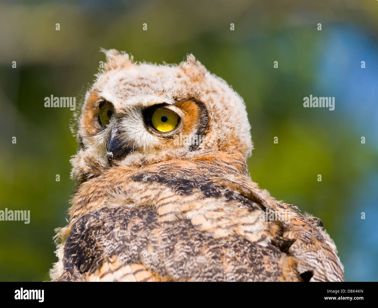 Young Great Horned Owl Stock Photo - Alamy
