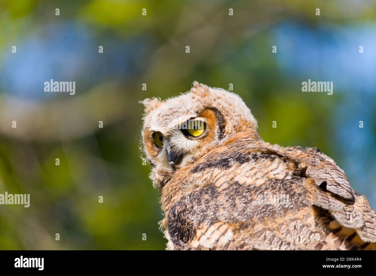 Young Great Horned Owl Stock Photo - Alamy
