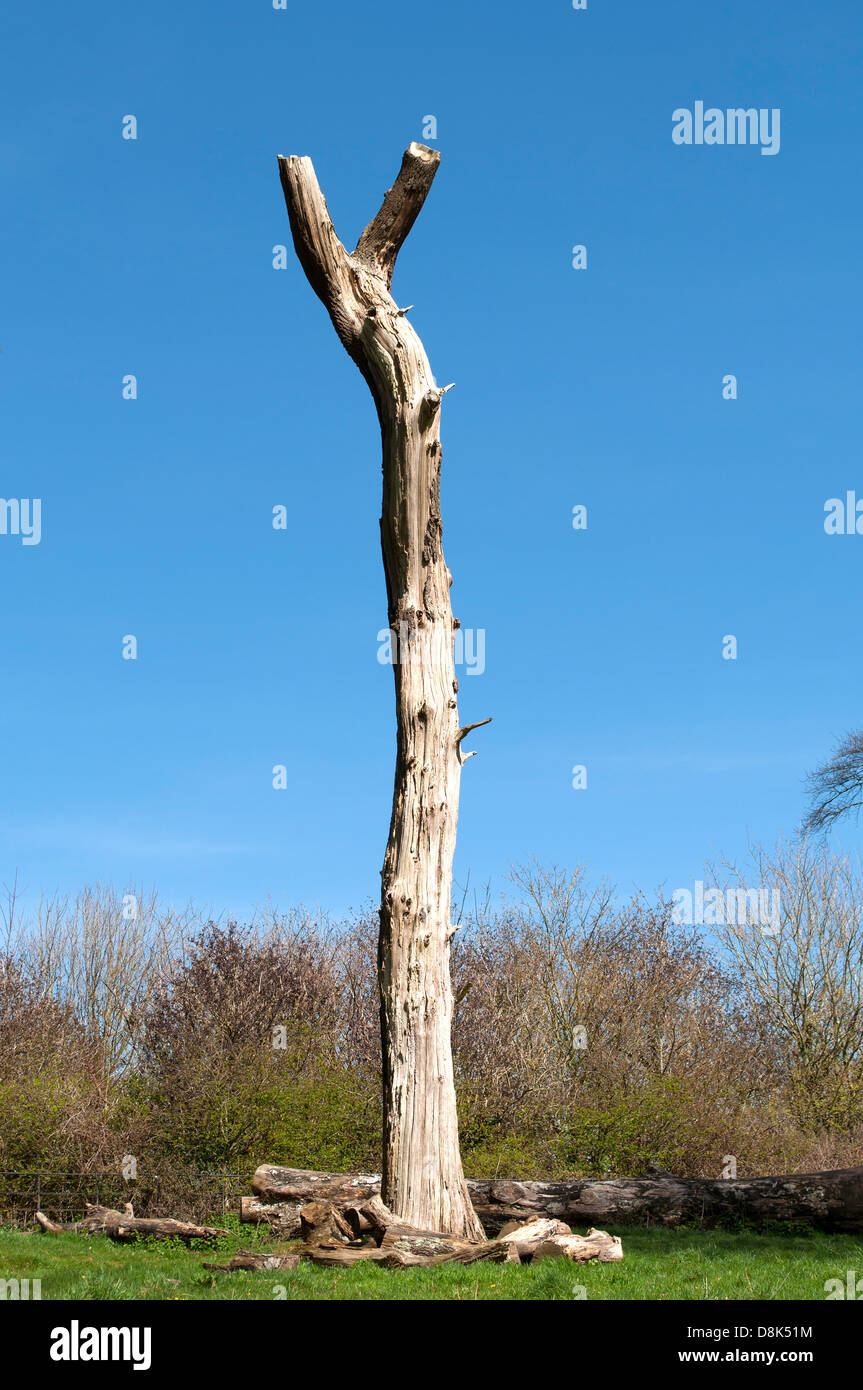 Pruned pine tree hi-res stock photography and images - Alamy