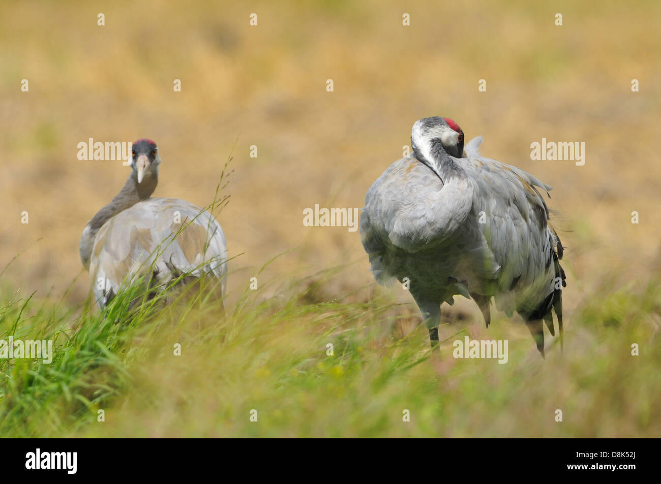 Sleeping crane hi-res stock photography and images - Alamy