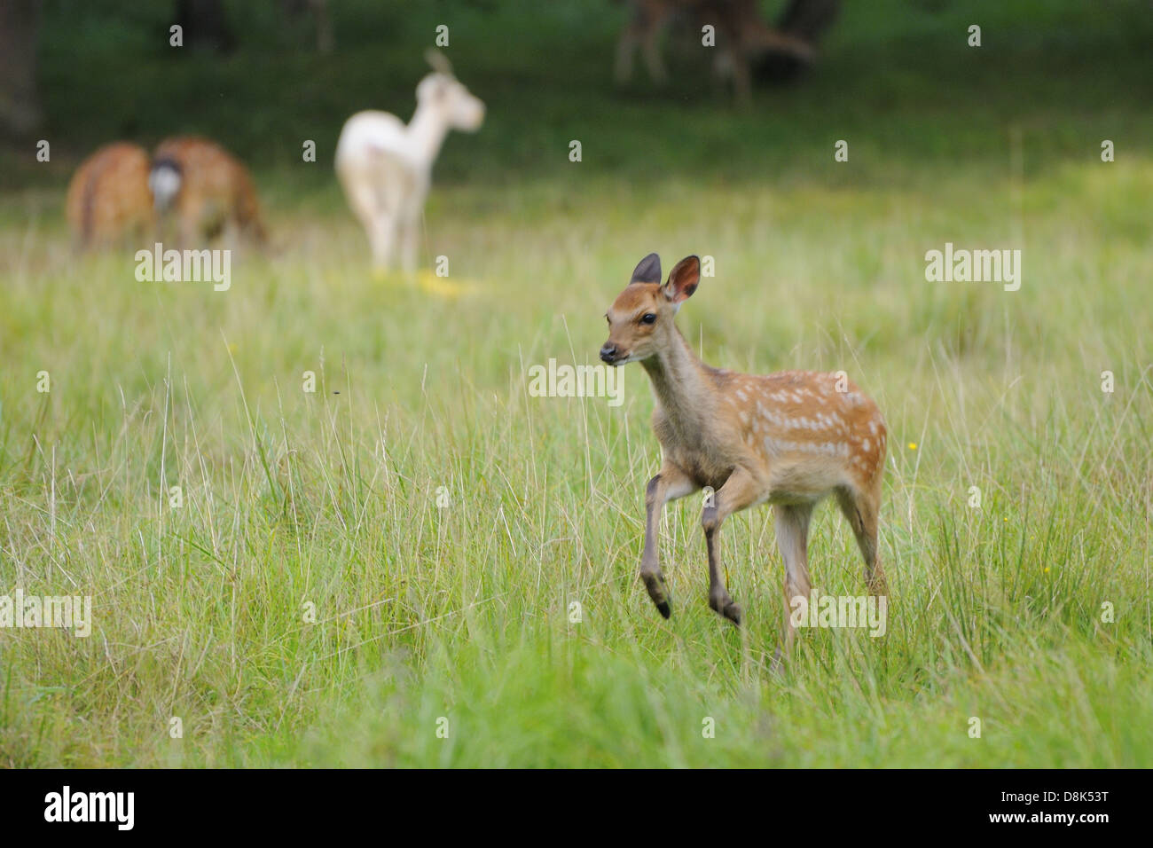 Fallow deer calf Stock Photo - Alamy