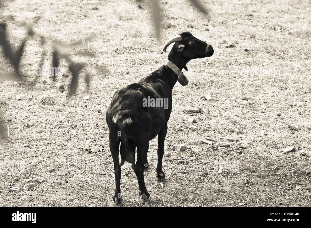 Black goat hi-res stock photography and images - Alamy