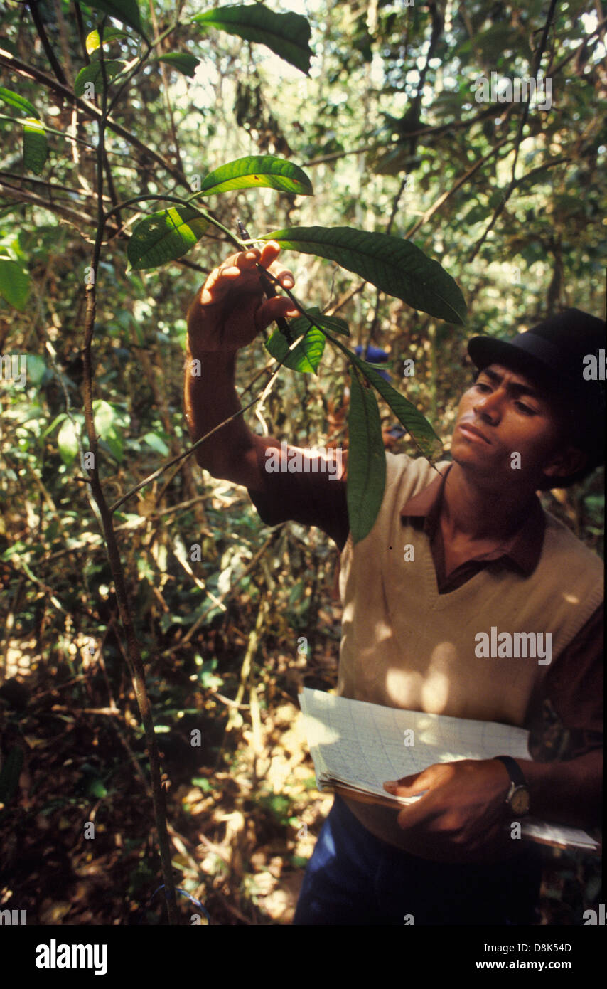 Reforestation in Amazon rain forest. Chico Mendes Extractive Reserve ...